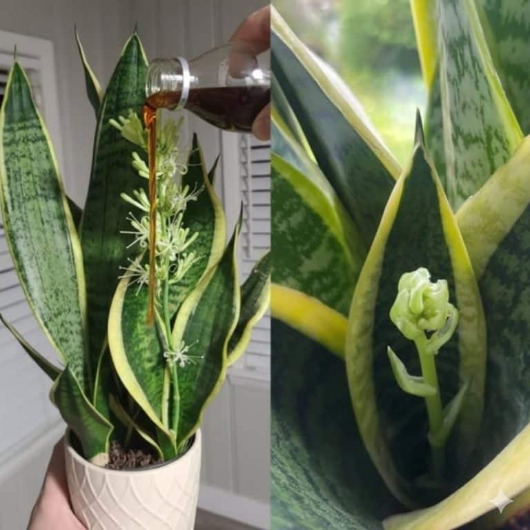 🌼 How to Make a Snake Plant Bloom with This “Gold Liquid” Trick ...