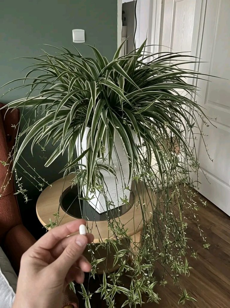 Spider Plant Care Guide: A Complete Guide to Using a White Fertilizer ...