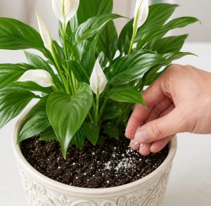 Why Some Homeowners Are Sprinkling a Light White Powder Around Peace ...