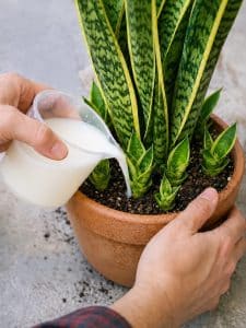 Why Some Homeowners Are Pouring a White Liquid Around Snake Plant ...