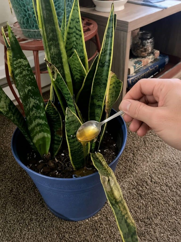 Why Some Homeowners Are Adding a Sticky Amber Mixture Around a Damaged ...